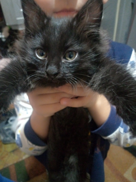 Продажа котят Мейнкун