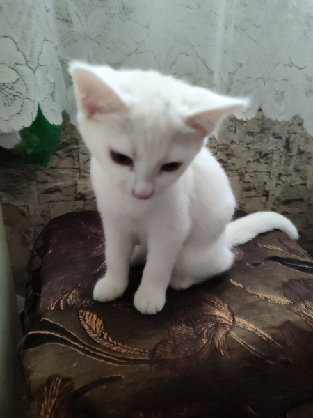 Котенок белая девочка 3 месяца