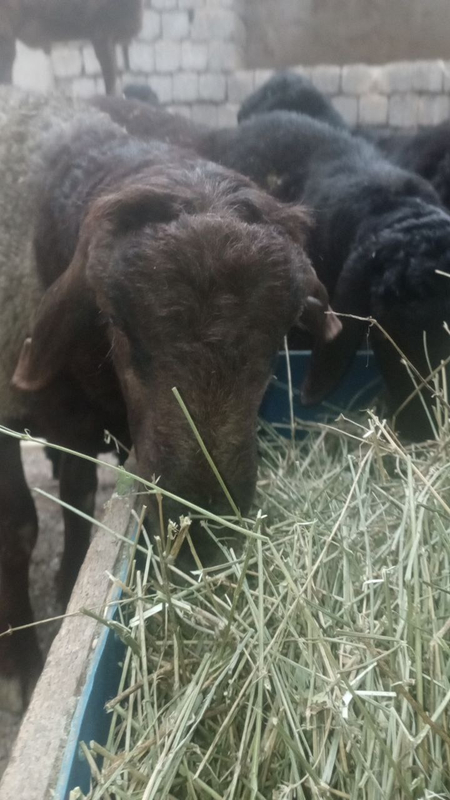 Qoy Sotiladi Qochqor