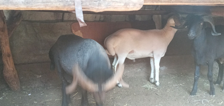 Tagalar sotiladi