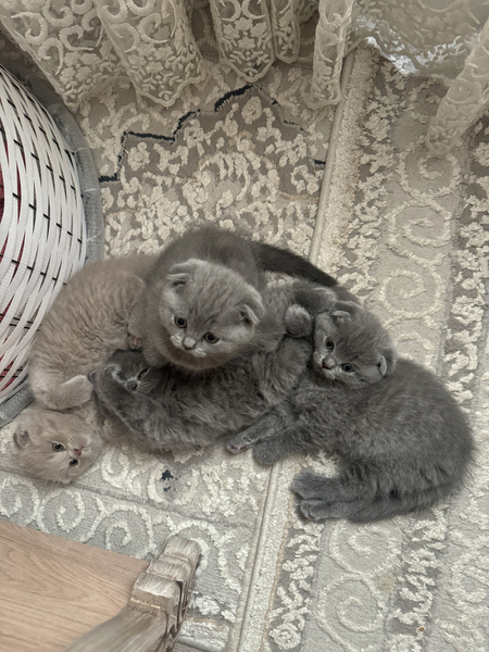 Чистокровные котята 100%