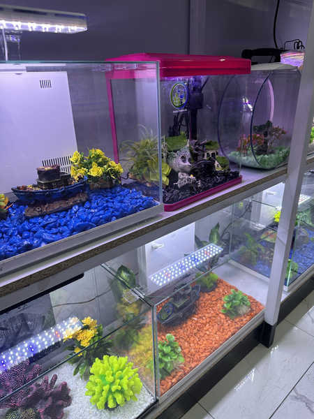 Akvarium Xitoy Assartiment