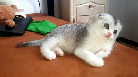 Котёнок  скоттиш фолд мальчик
