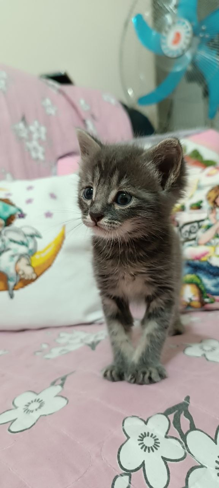 Котёнок ищет свой дом