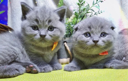 Шотландские котята ждут своих хозяев. Котятам 1 мес.