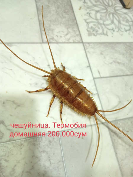 Макеты насекомых