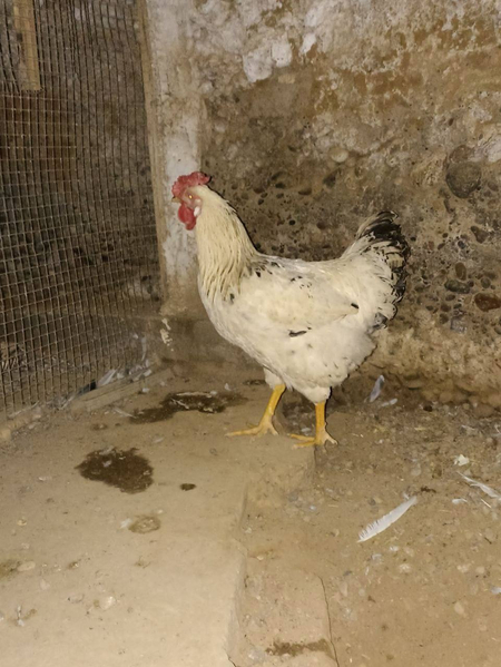 Sotiladi joja horozlar hali qichqirmagan