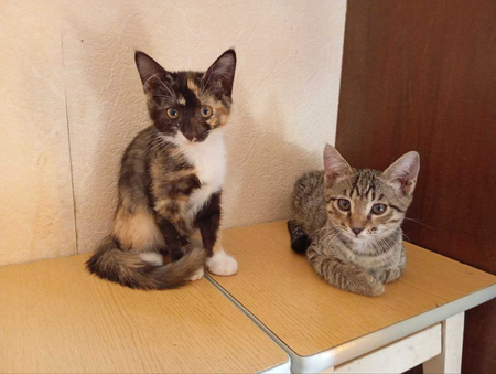 Котята в добрые руки. Смотрите фото