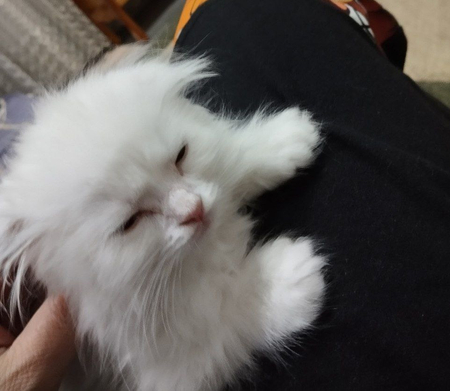 Продам котёнка .хайленд фолд белоснежный мальчик