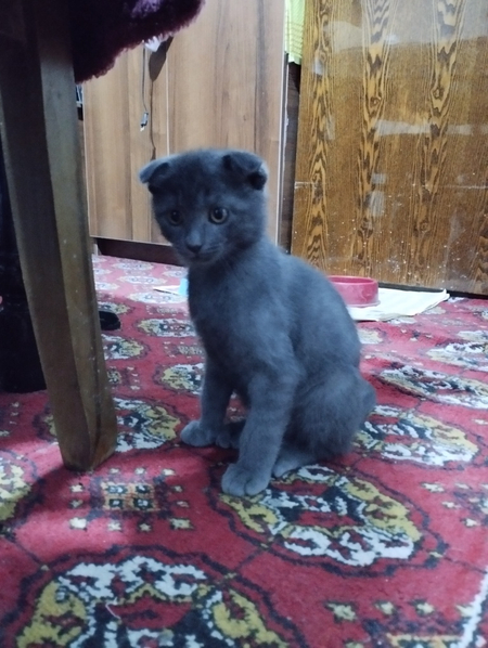 Вислоухие котята 2х месячные