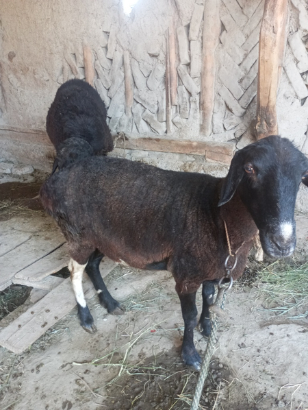 Boqilgan Qoʻchqor va qoʻy sotiladi