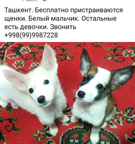 Бесплатно щенки 2,5 месяца. Разные. В добрую семью