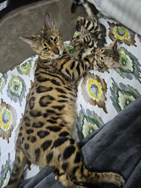 котенок Бенгальской породы