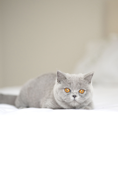 Британский котенок
