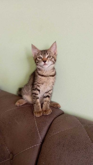 Отдам даром котят