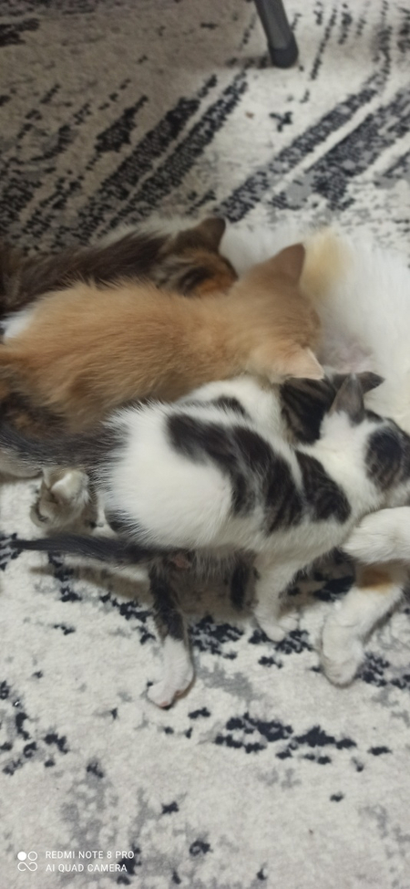Котёнок отдам даром