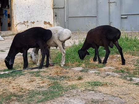 Sotiladigan Qozi qochqorlar bor
