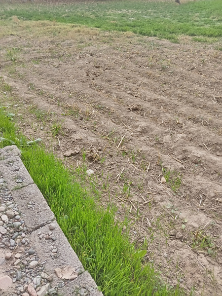 Uchastka sotiladi xovli xolati urtacha xamma sharoitlari bor