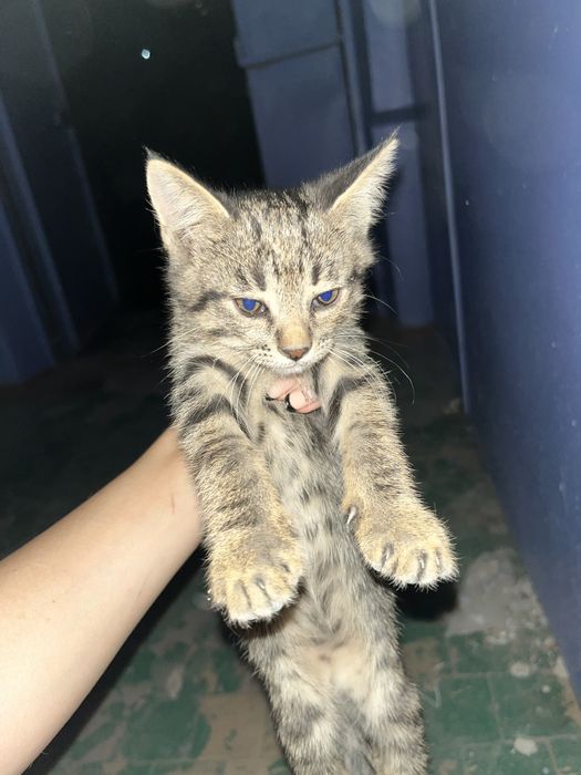 Котята, очень красивые