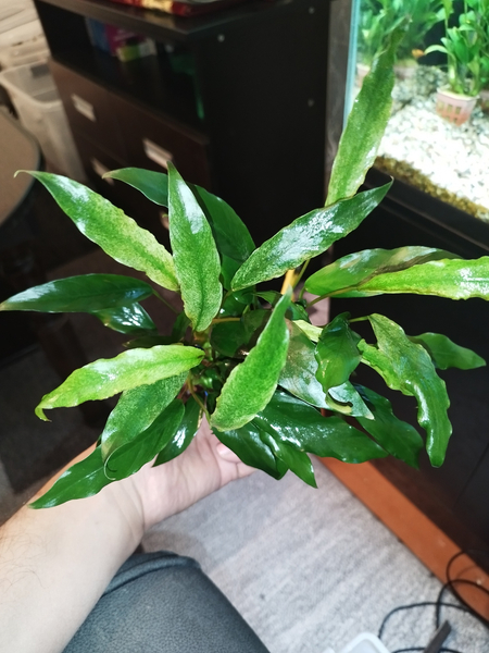 Anubias minimaVaregated