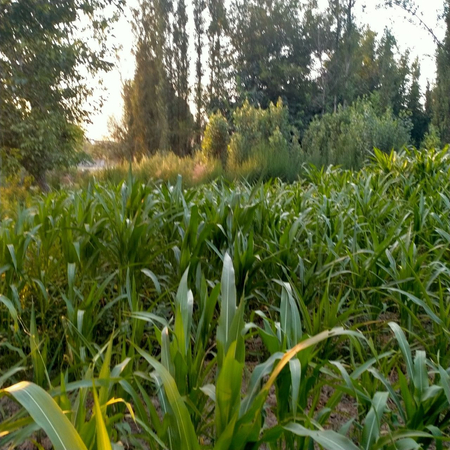 Uchastka sotiladi