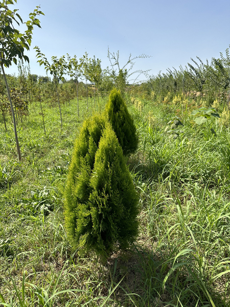 Kochatla harhildan bor