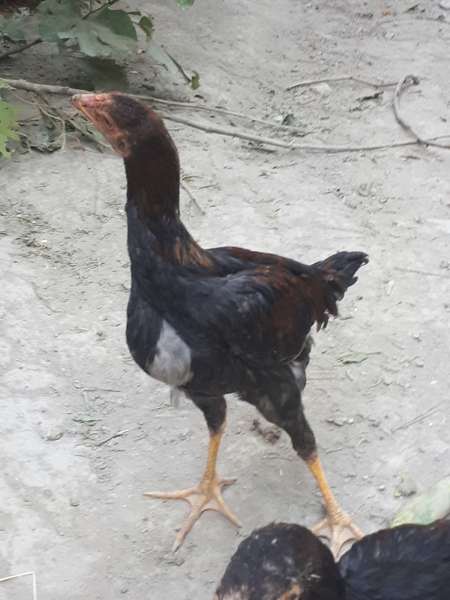 Dakan xuro\\\'z chòja