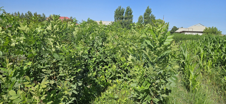 Ясин кучатлари, Yasin