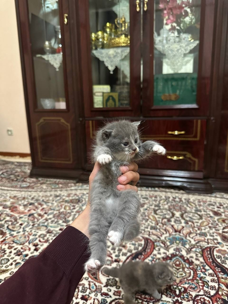 Scottish fold 1 oylik