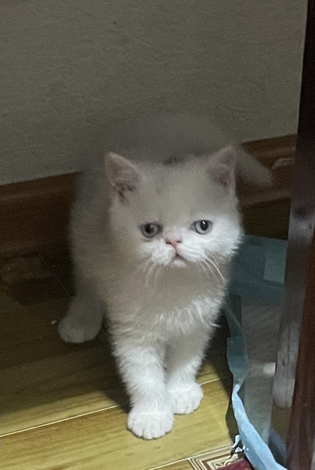 Продаются котята скоттиш фолд