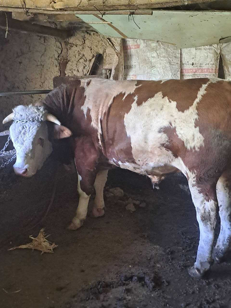 Buqa sotiladi qurbonlikka srochna