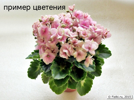 Фиалки сортовые, детки