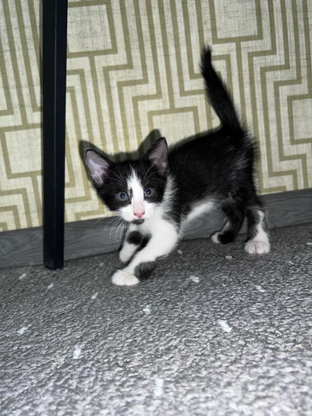Котята в добрые руки, Ц-4