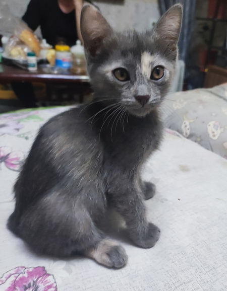 Котёнок в за заботливые руки