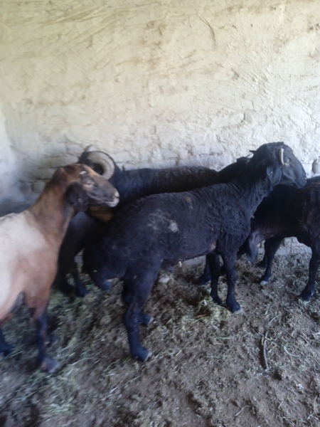 Qóchqorlani olgan baraka topadi