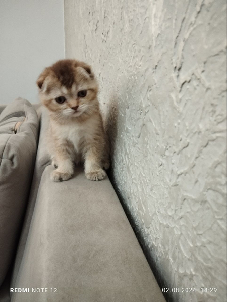 Продается золотая шиншилла скотиш фолд