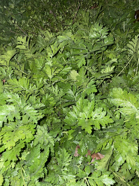Matrikashka Koʻchat
