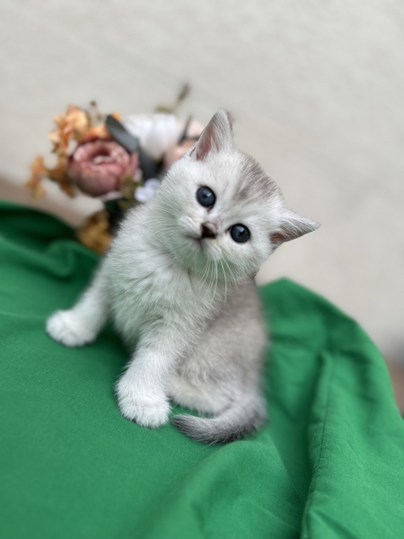 Серебристый шиншилла кошка