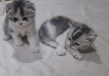 Продаю котенок в хорошие руки