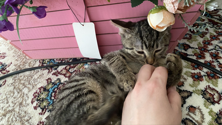 Котёнок мальчик 2 месяца