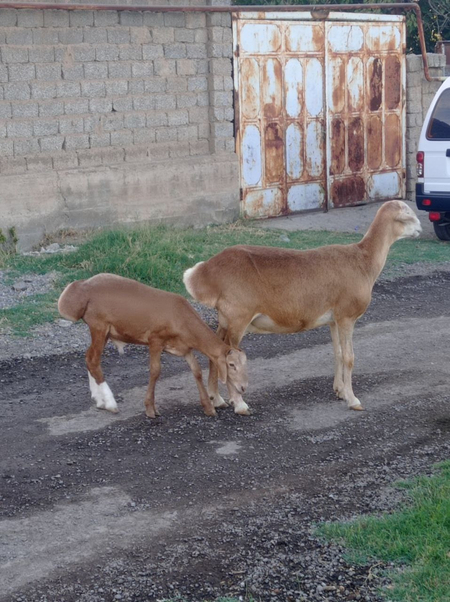 Ikkta avğon urğochi qŏy