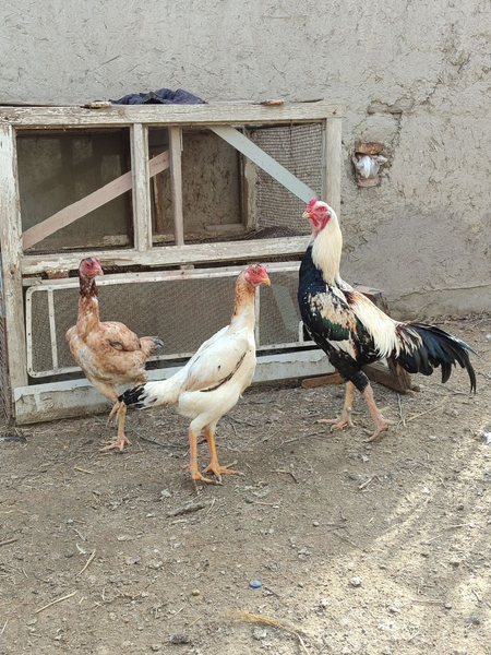Kulangi tuxumlari