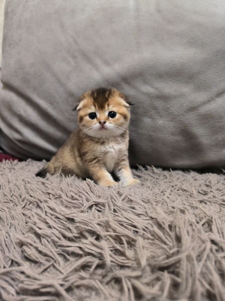 Котята от правильной вязки