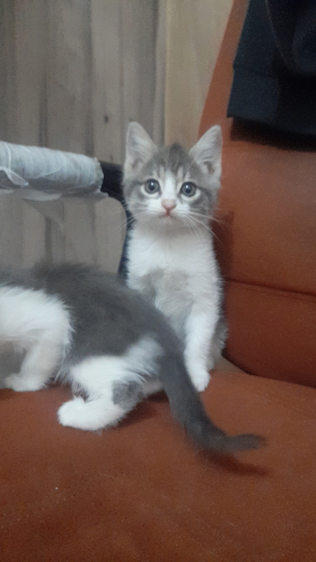 Срочно продаются котята полтора месяца