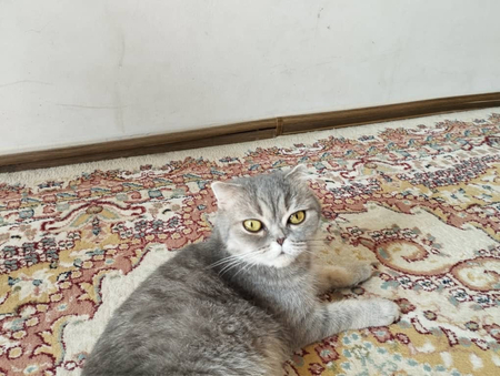 Srochna mushula sotiladi