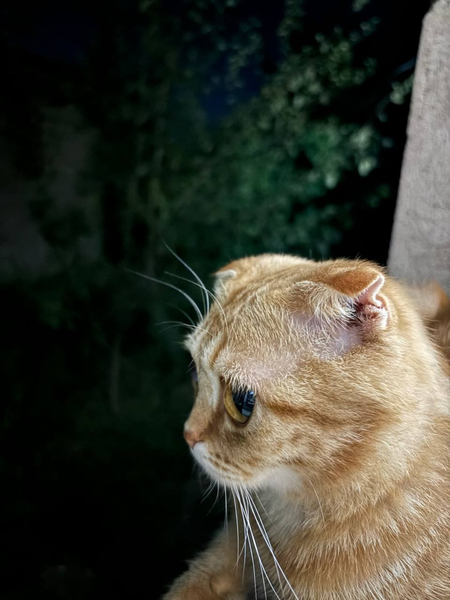 Scottish fold mushuk