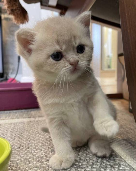 Шотландские котята шиншиллы элитного окраса