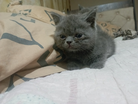 Продаётся котёнок
