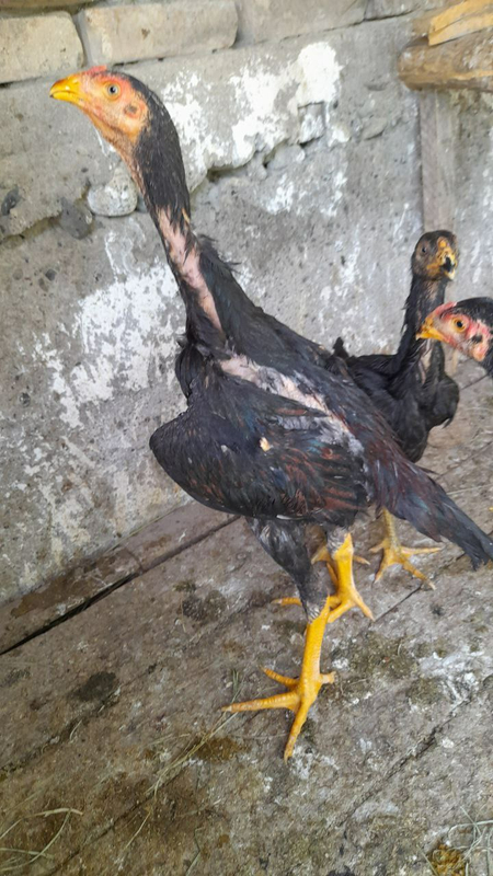 Toza daken so'raganlarga