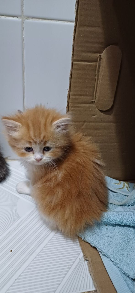 Продам котят скотиш фолд и страйт